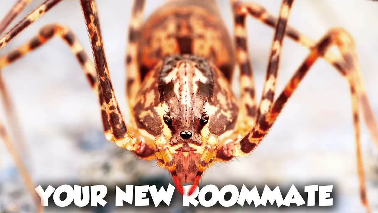 The spider that made experts say, "Wait... you actually want this in ...