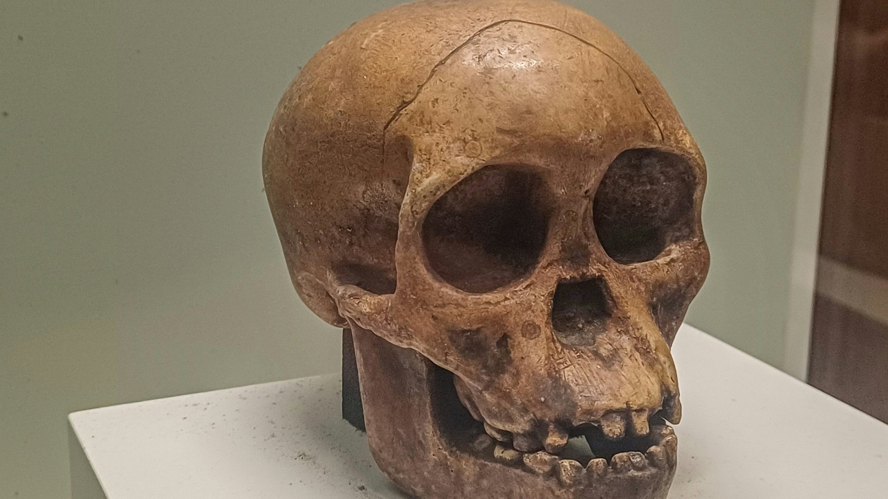 DNA from eight teeth in a Polish cave reconstructed one of Europe’s ...