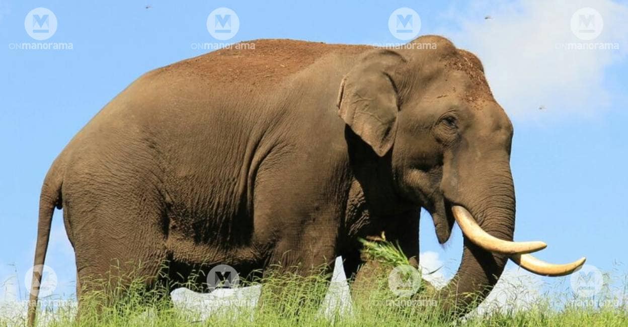 Kerala to form 500-member Special Reserve Force to tackle wild elephant ...