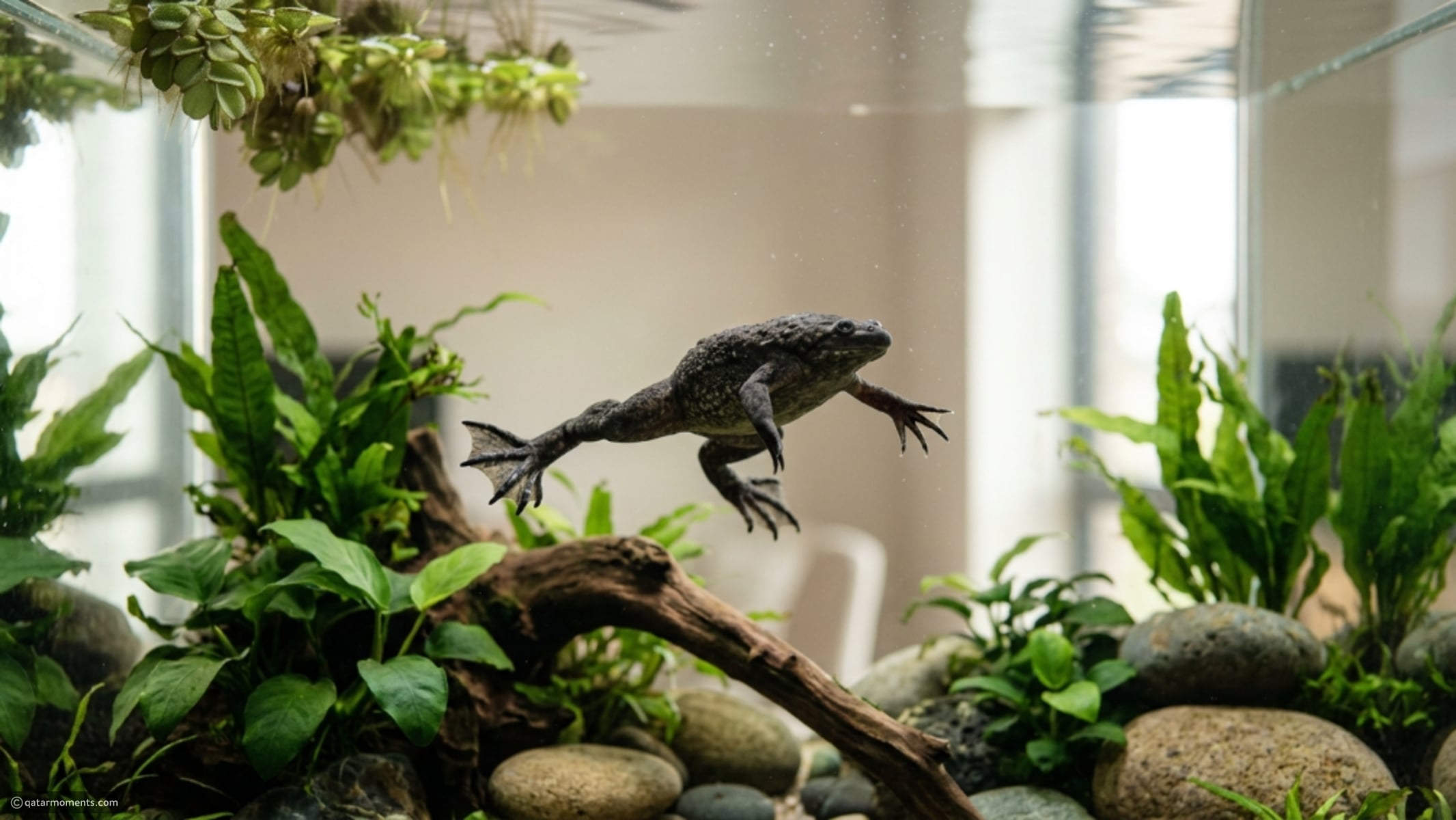 10 amazing aquarium pets that aren't fish