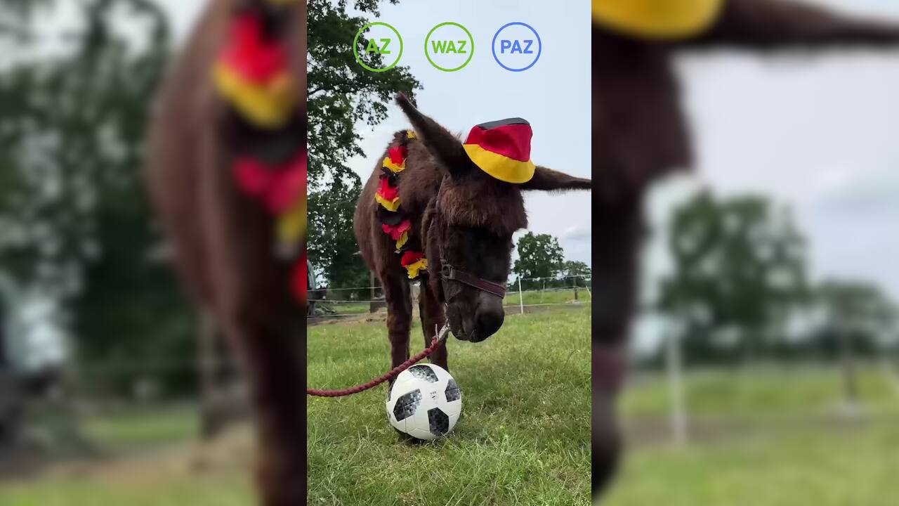 Mup, der Esel, tippt: So spielt Deutschland gegen Curaçao