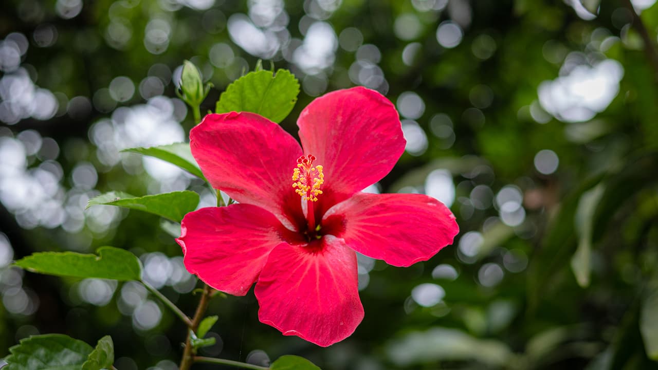 Hibiscus care: Why your gudhal plant's leaves are turning yellow and ...