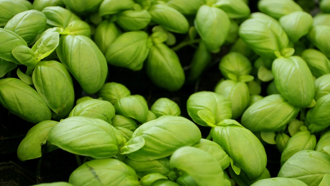 How to grow healthy, flavorful basil