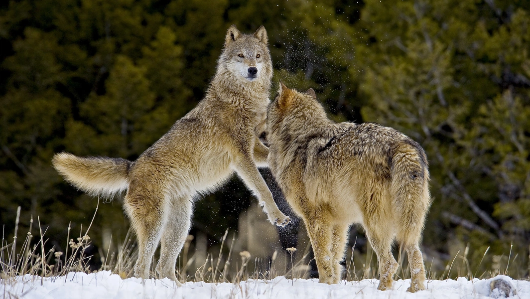 9 US states with notable wolf populations and recovery efforts