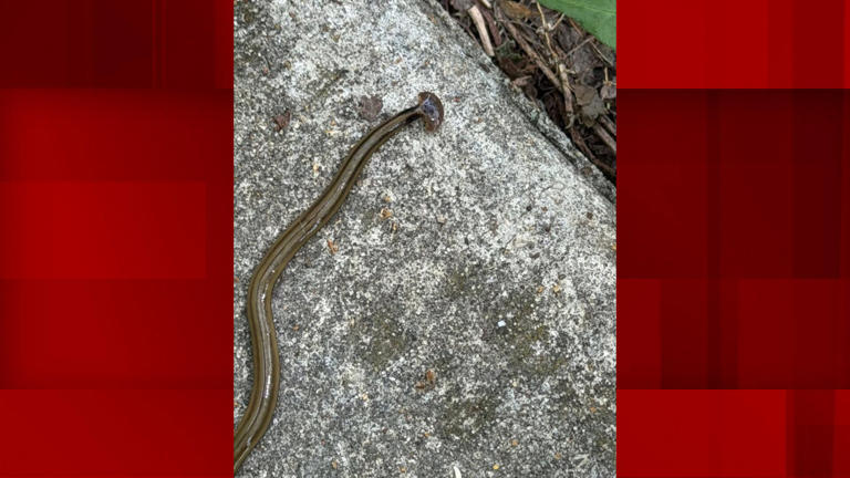 Invasive hammerhead worm spotted at St. Louis County park