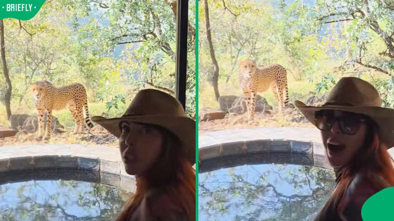 JoJo Robinson and husband had close call with cheetah at KZN safari lodge