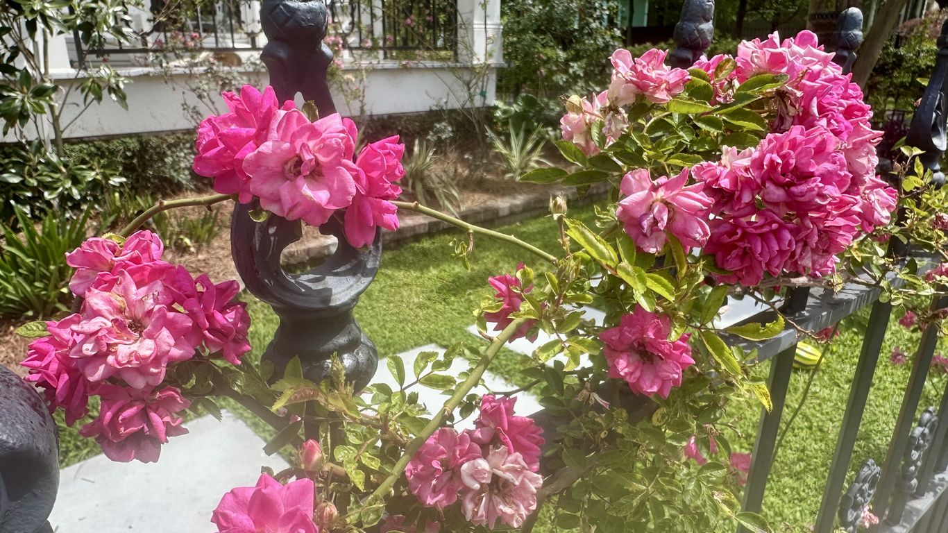 Louisiana's new state rose has Katrina roots