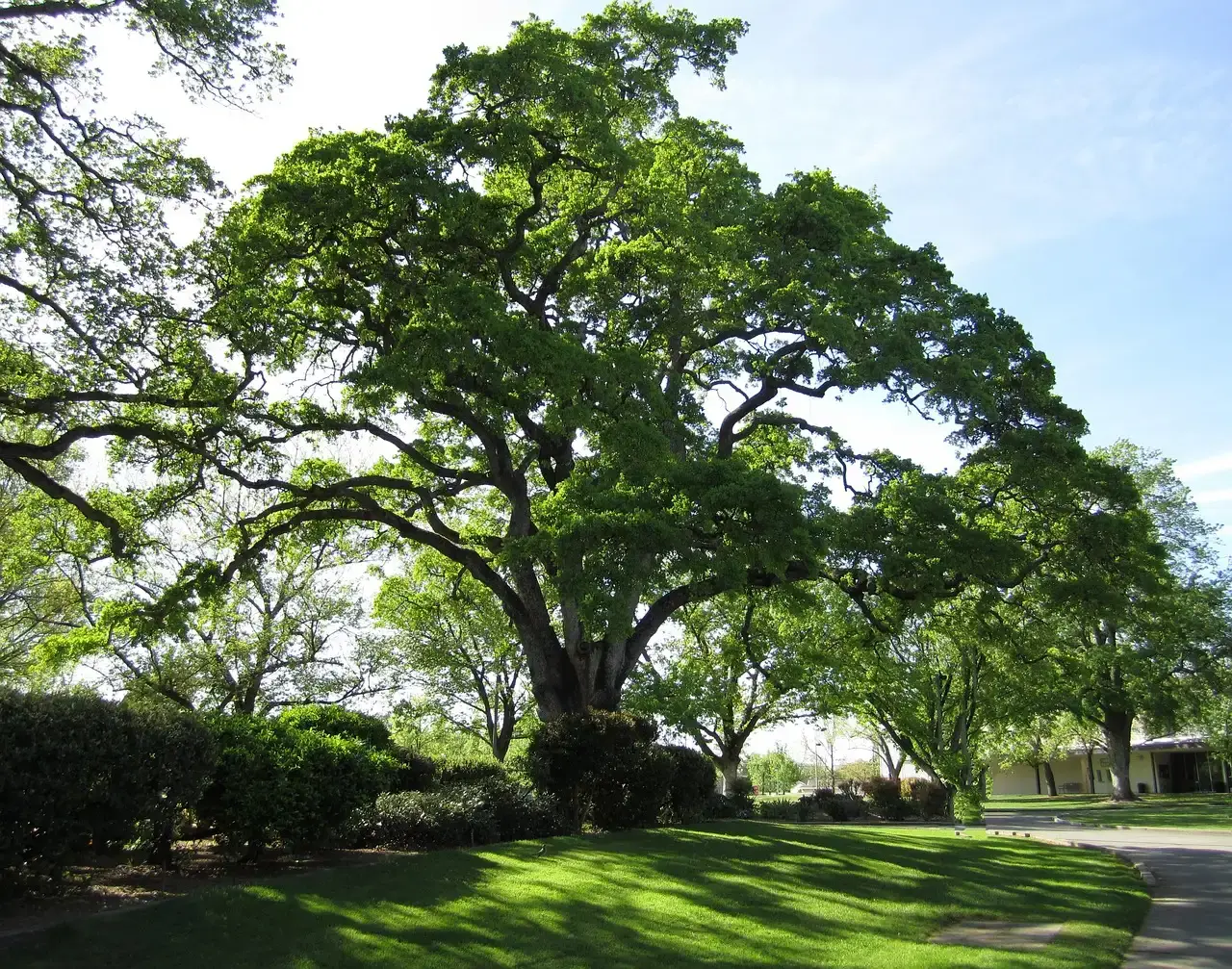The 6 ordinary trees you aren't legally allowed to cut down (even if ...