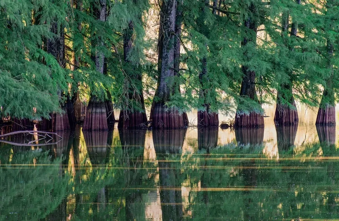 The 6 ordinary trees you aren't legally allowed to cut down (even if ...