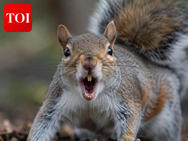 Ancient squirrels ate meat like 'zombies': The proof is in the poop
