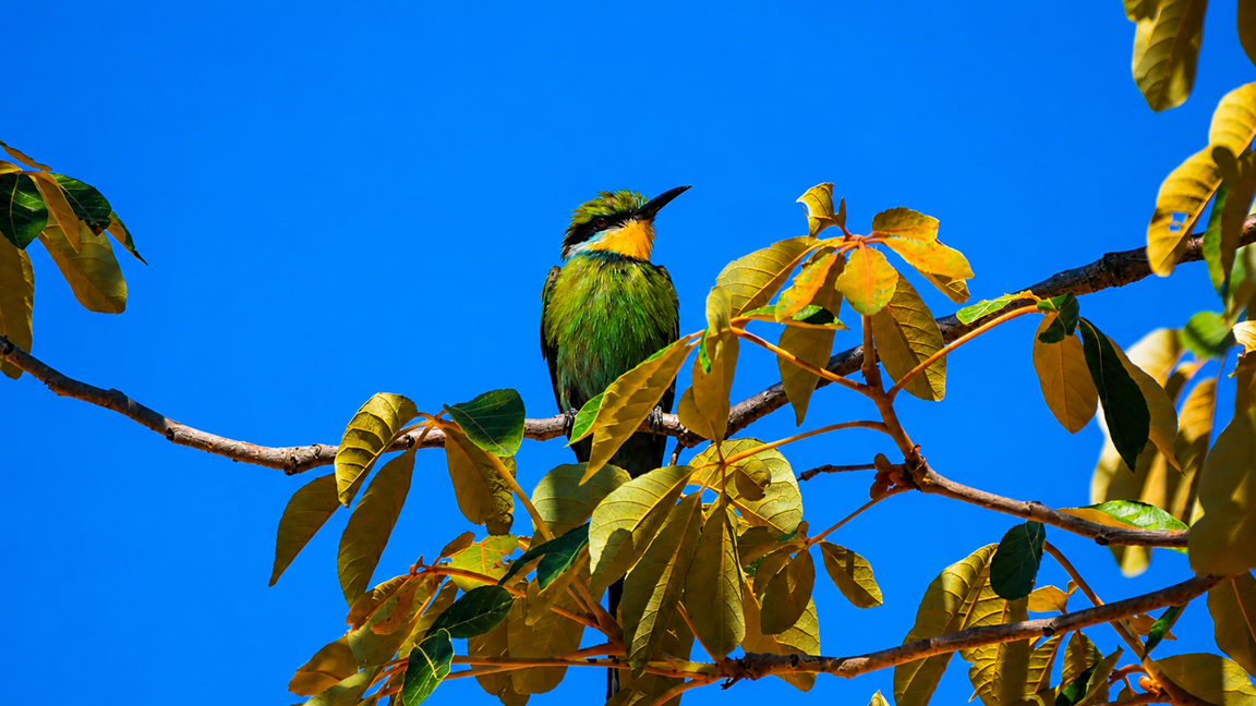 The colorful bird watching from above