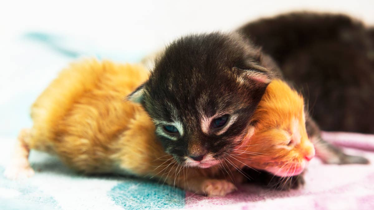 Maine coon kittens' naptime with mom is the sweetest cuddle puddle