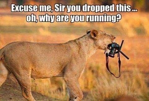 A collection of nature documentary memes featuring the behind-the ...