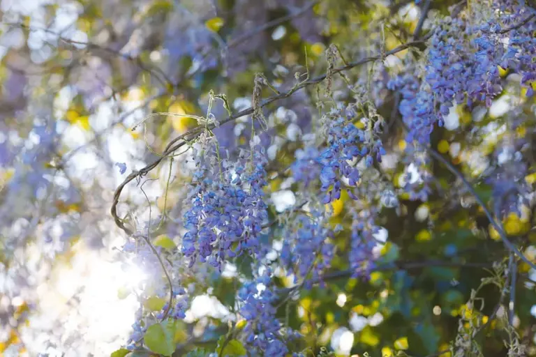 A landscaper's take: 3 plants that give me anxiety - and 3 I dread ever ...