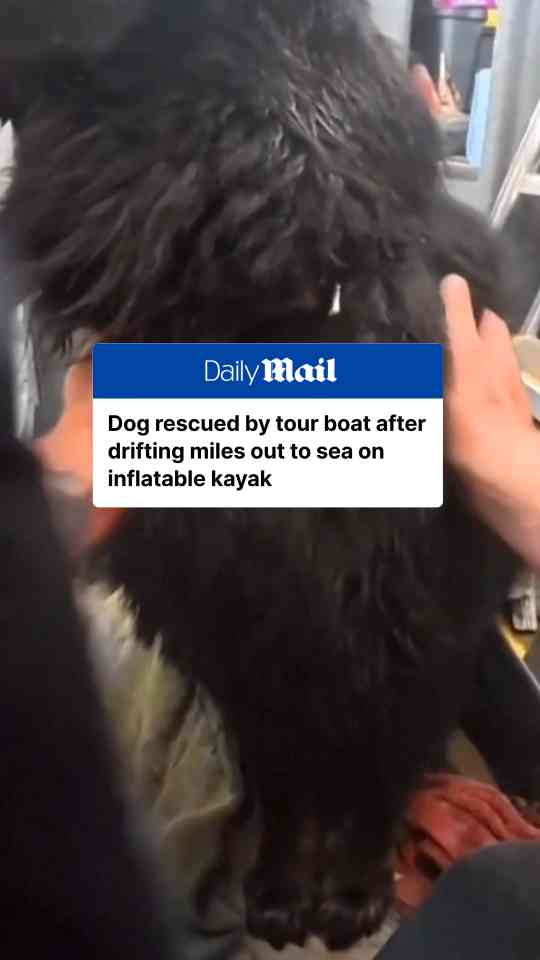 Dog rescued after drifting miles offshore in inflatable kayak