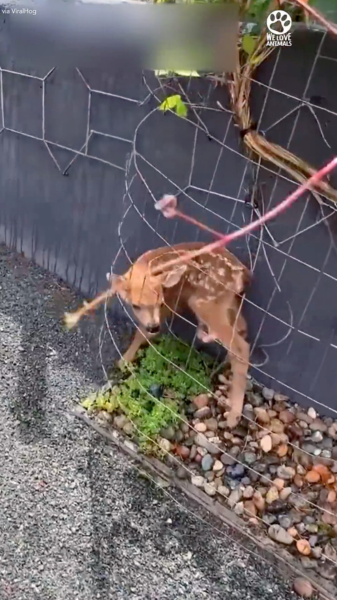 Momma deer turned to say thank you 💕
