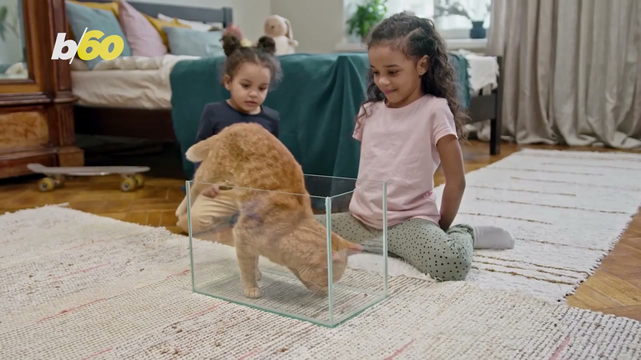 The love cats have for boxes, real and imaginary, can tell us a lot ...