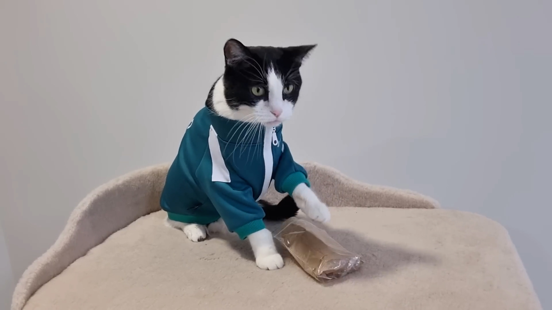 Cat enters Squid Game for the ultimate prize