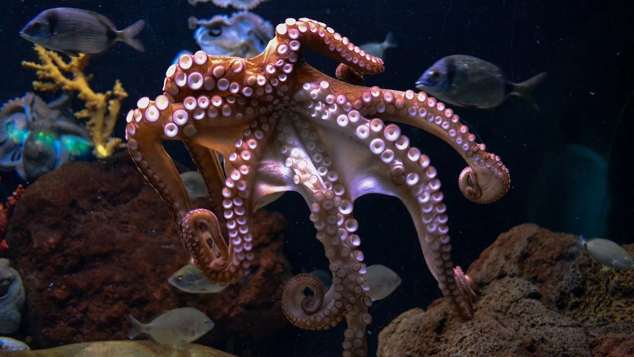 A research ship off Brazil filmed a giant Haliphron octopus almost ...