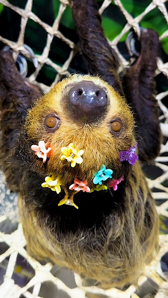 Sloth stuns in new photo 😍