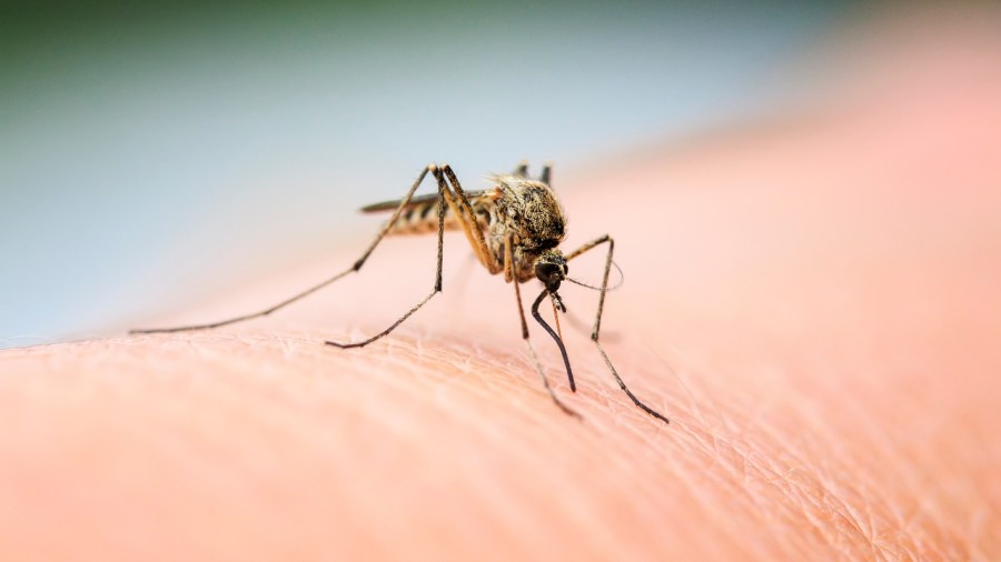 Len Rome’s local health: Strategy for keeping mosquitoes away