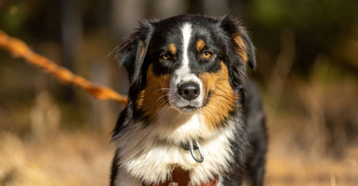 13 perfectly balanced mid-size dog breeds Americans are obsessed with ...
