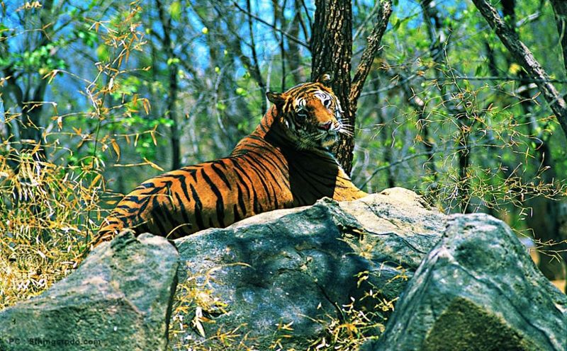 14 regions in India famous for rare tiger sightings