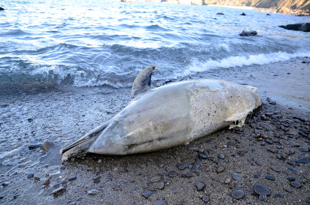 Ecocide in the Black Sea: Ecologist estimates more than 50,000 dead ...