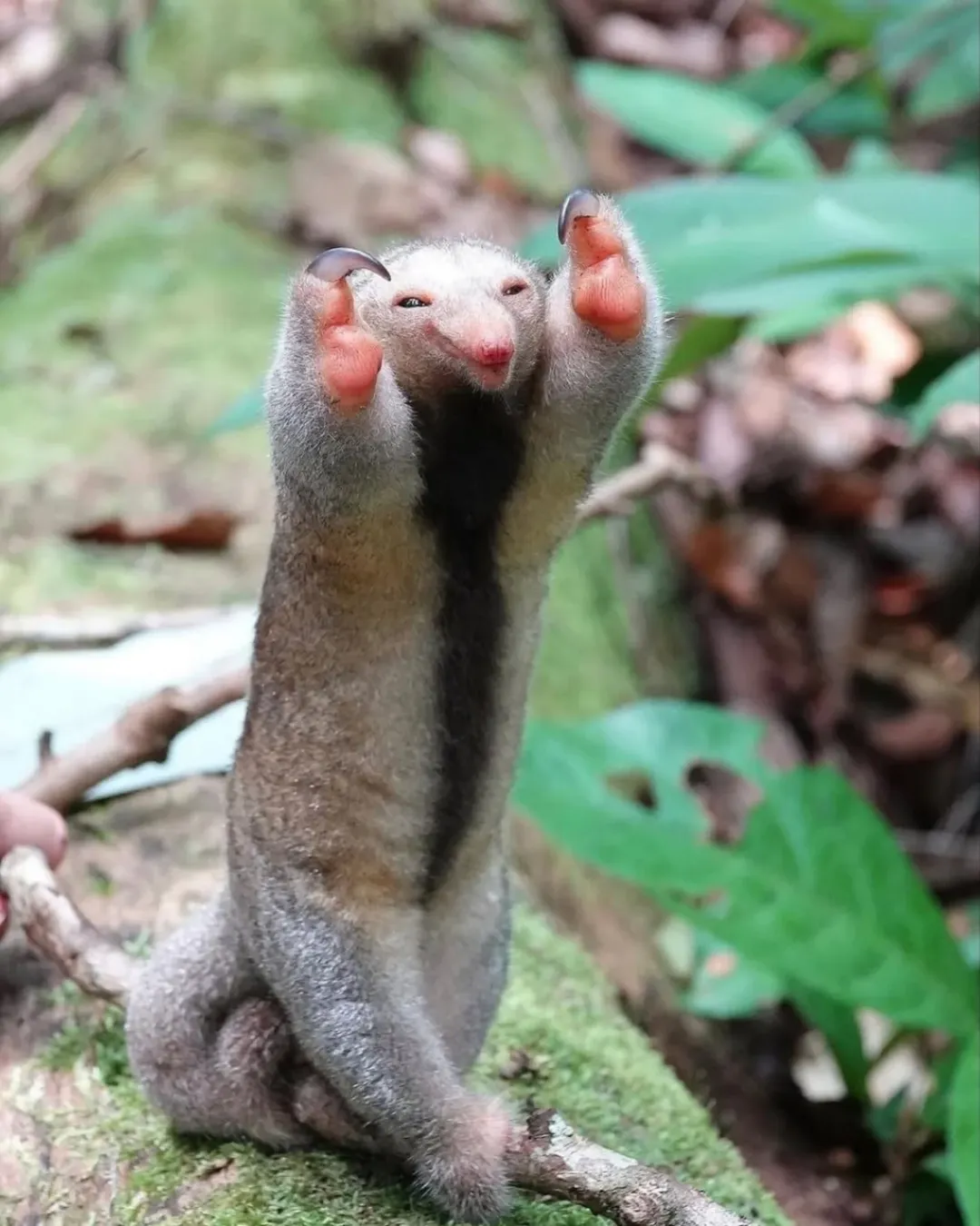 Esse animal é considerado o menor tamanduá do mundo; confira