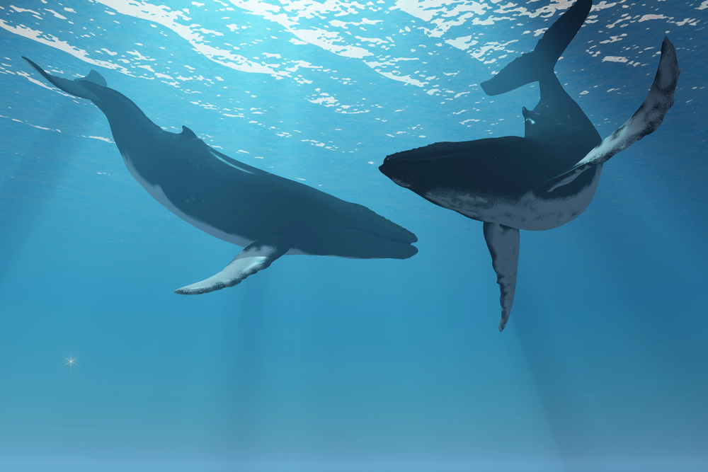 17 longest-living creatures ever recorded