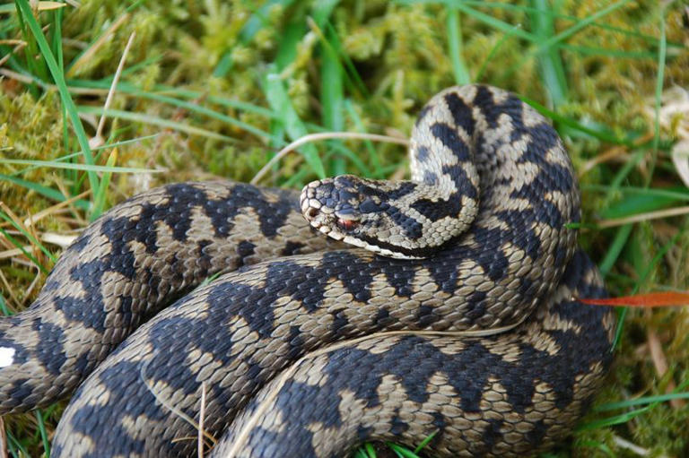 Snake warning at three of Anglesey's most popular beaches