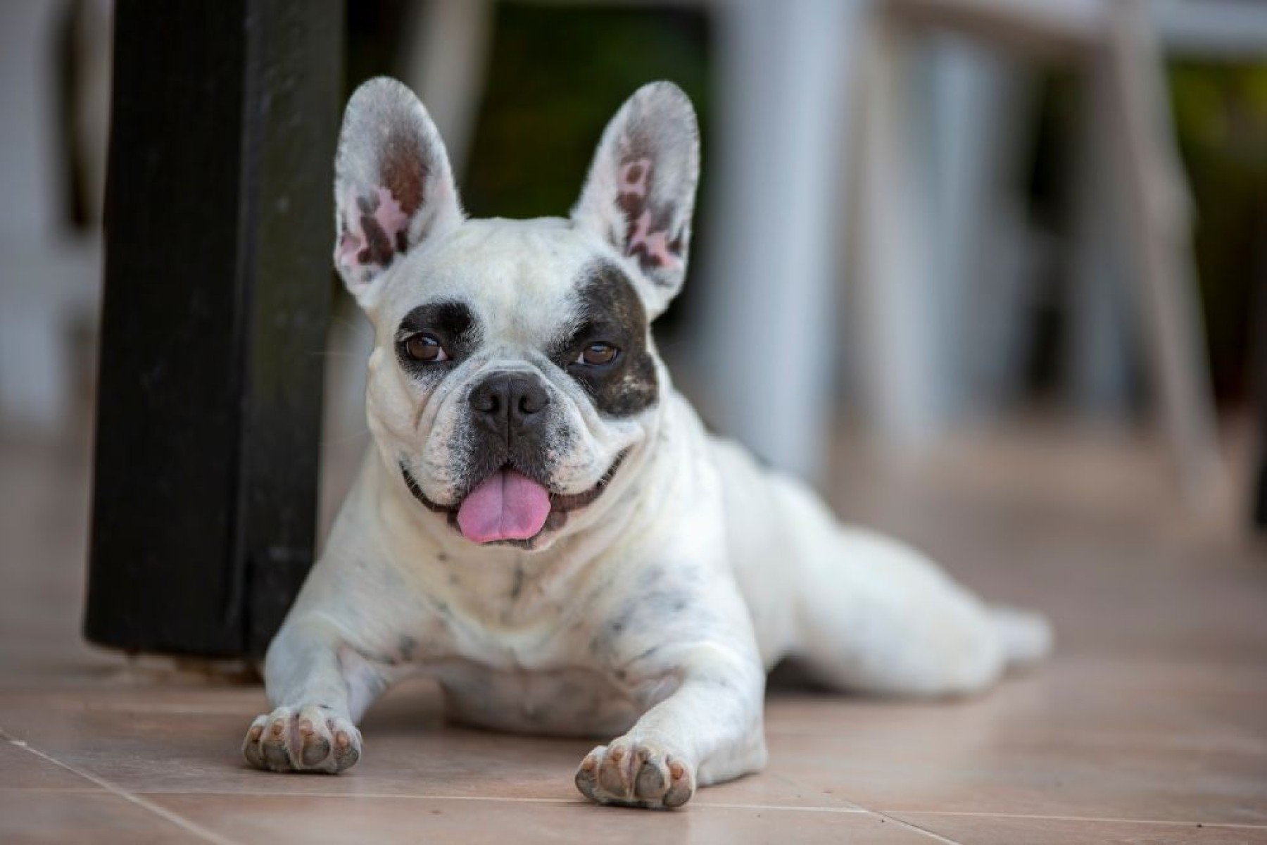 Ex fica com cão dado de presente pelo marido após ele entrar na Justiça