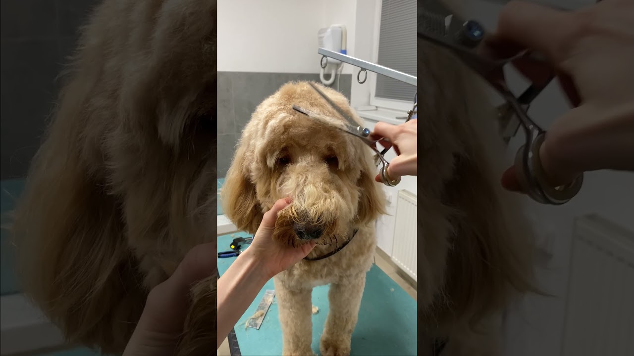 Goldendoodle grooming transformation: From shaggy to stylish!