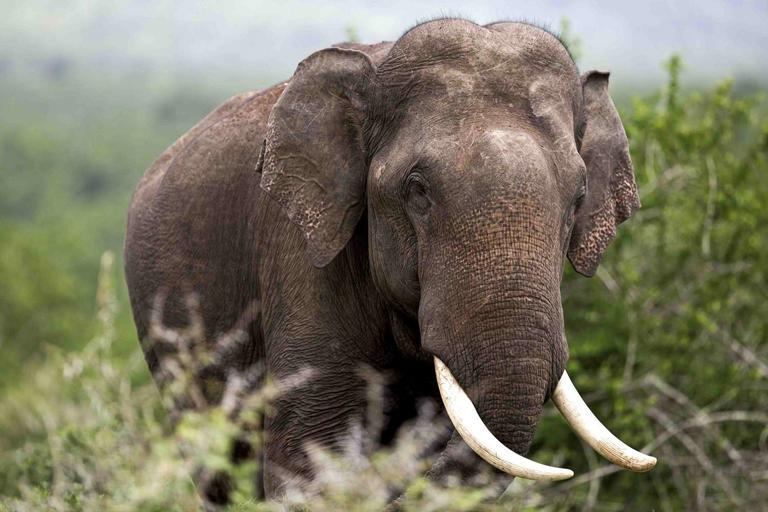 36-year-old mom trampled to death by elephant while walking her 2 ...