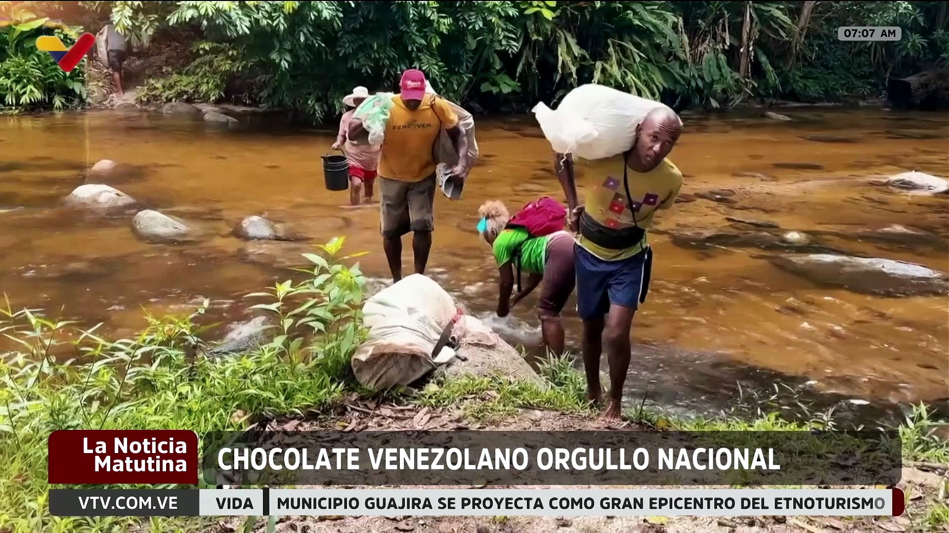 Cacao venezolano destacada como pilar fundamental en la identidad y ...