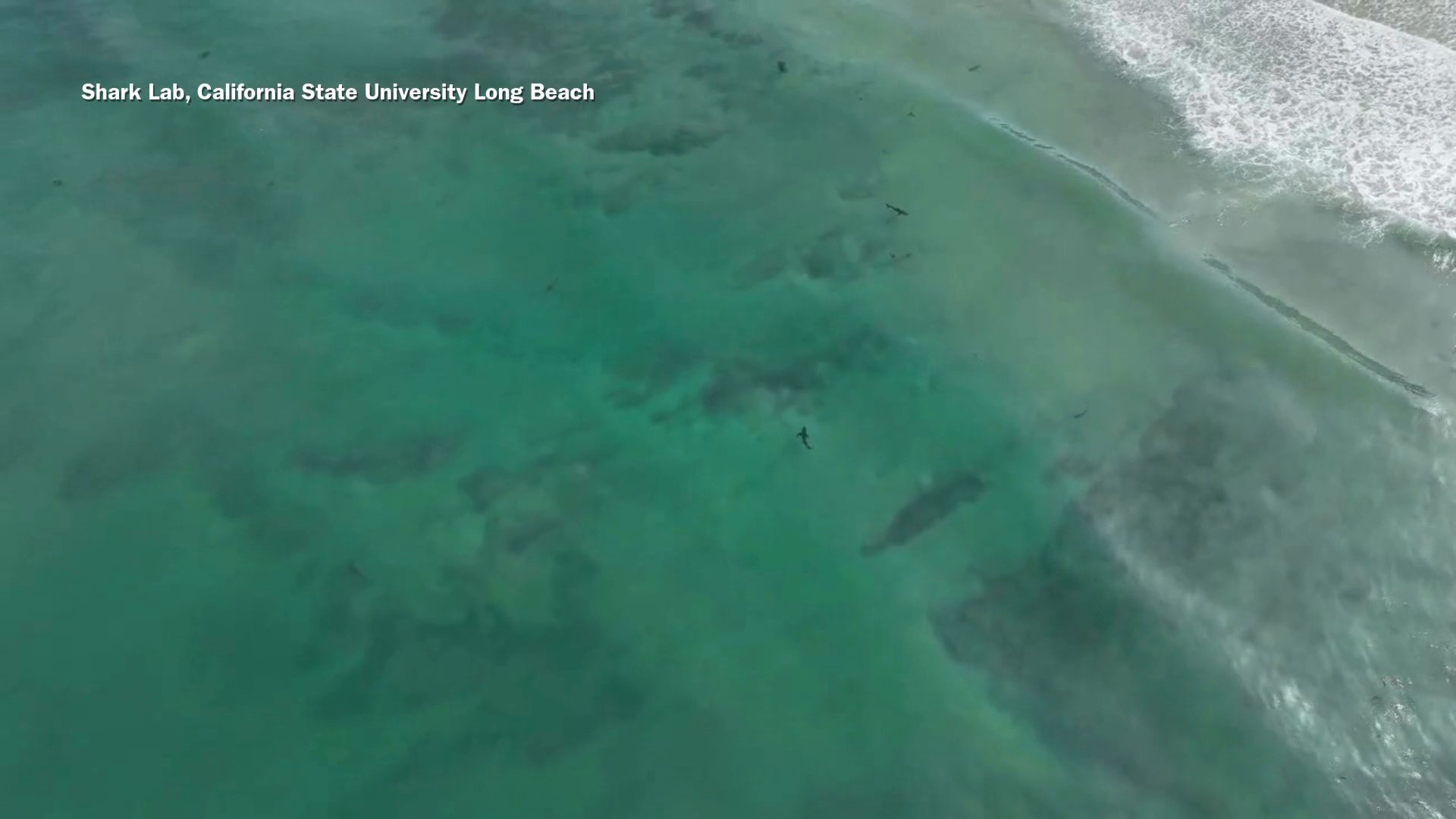 Sharks filmed near shoreline on Long Beach