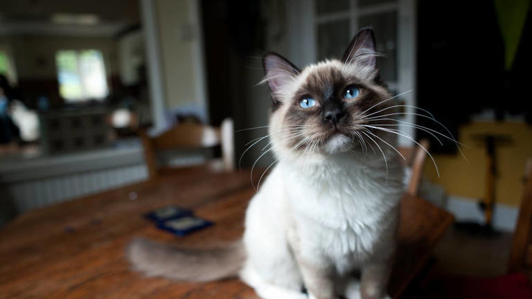 Rare 'rainbow' ragdoll cat is the happiest girl in the world