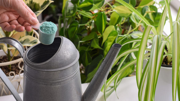 Keep your spider plant healthy all year with a little-known feeding tip ...