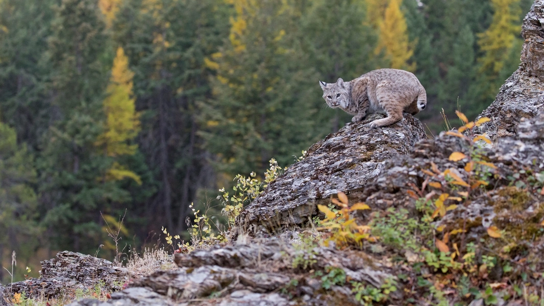 7 prime US locations to spot bobcats