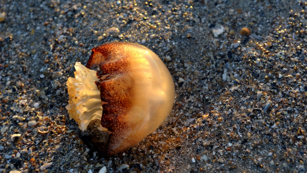 12 unusual objects discovered on beaches