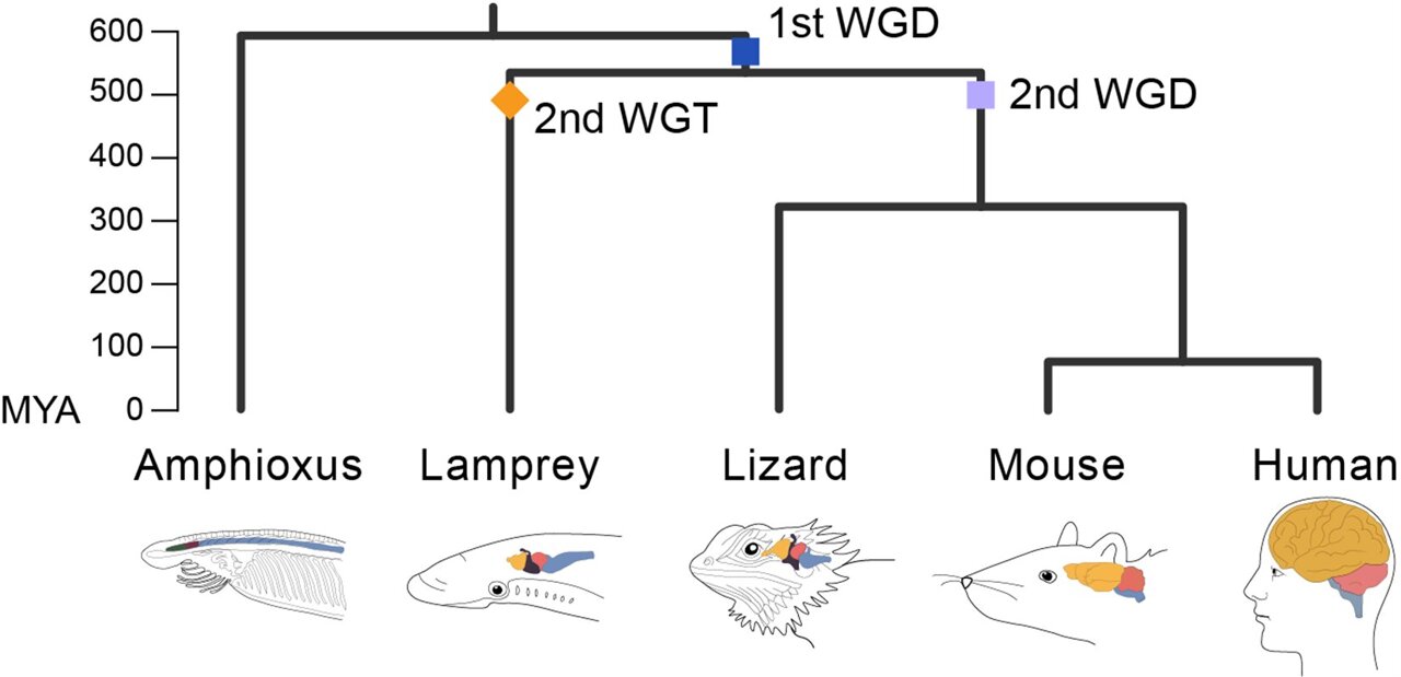 Ancient genome duplications laid the foundations of complex brains ...