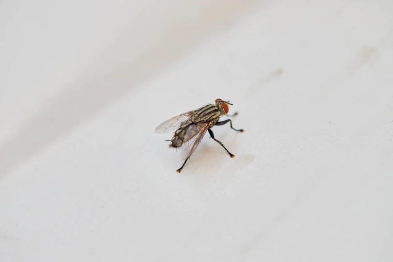 Mit diesem 30-Sekunden-Trick halten Sie Fliegen den ganzen Sommer fern