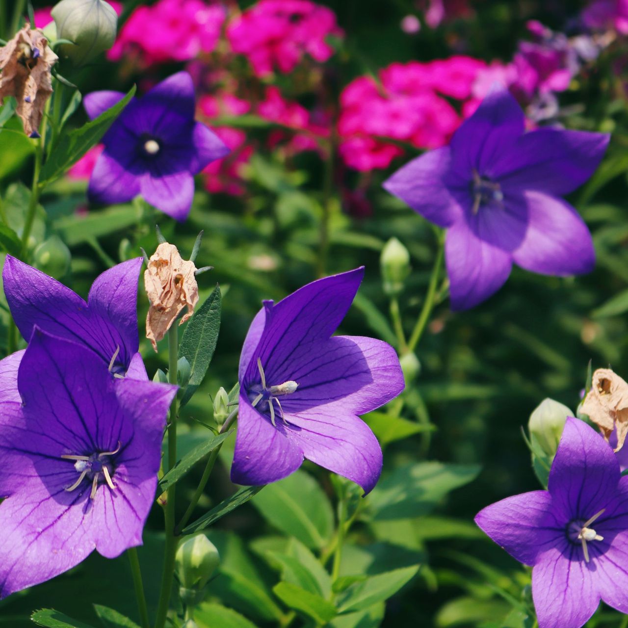 It's not too late to plant! These 7 perennials will reward you with ...