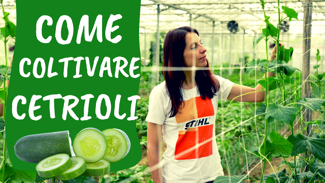 Coltivare cetrioli: tutti i consigli per un raccolto abbondante