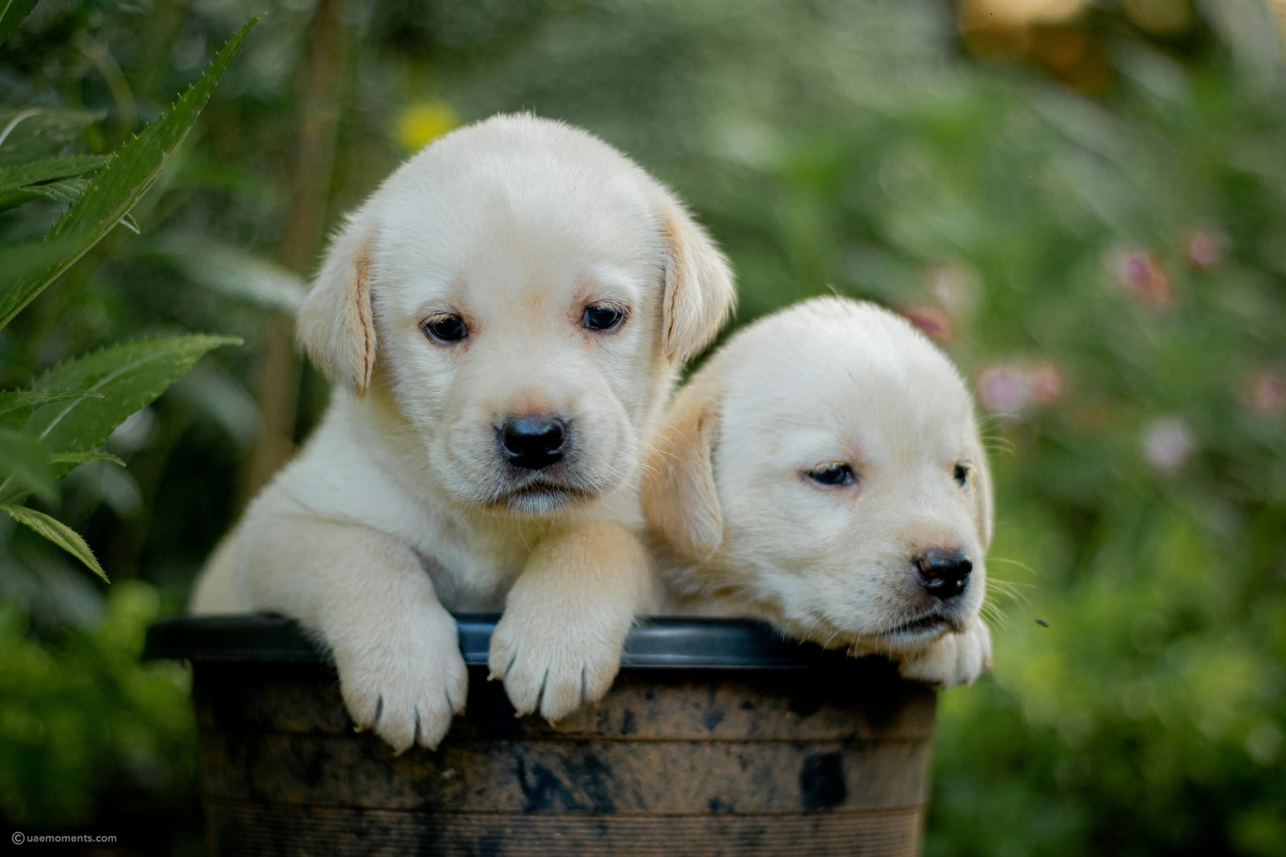 Looking for a dog full of personality? Start with these 8 breeds