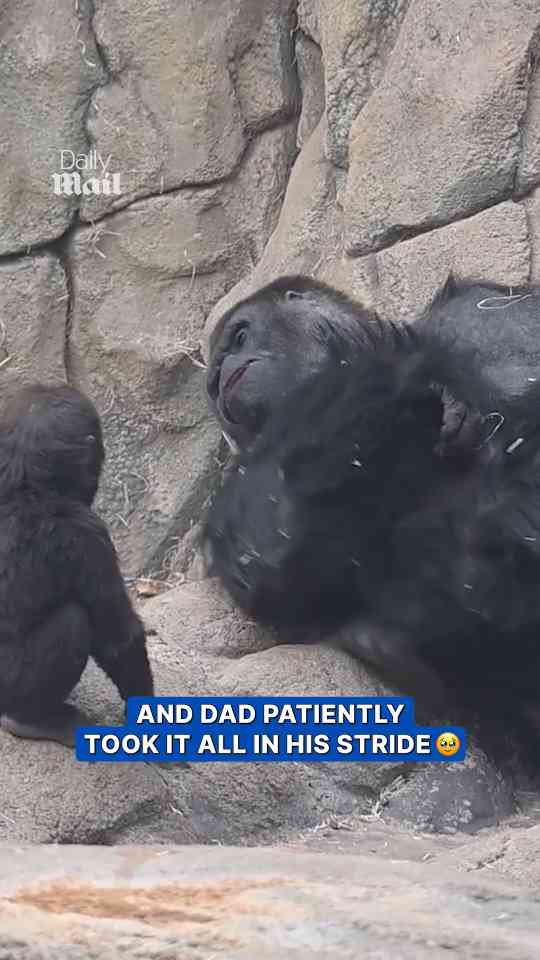 Gorilla father and playful son share heartwarming zoo moment
