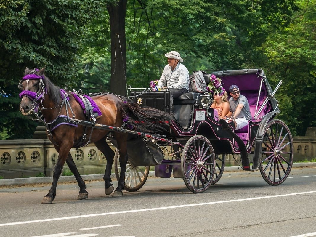 Carriage horse collapses, dies in Central Park, police say