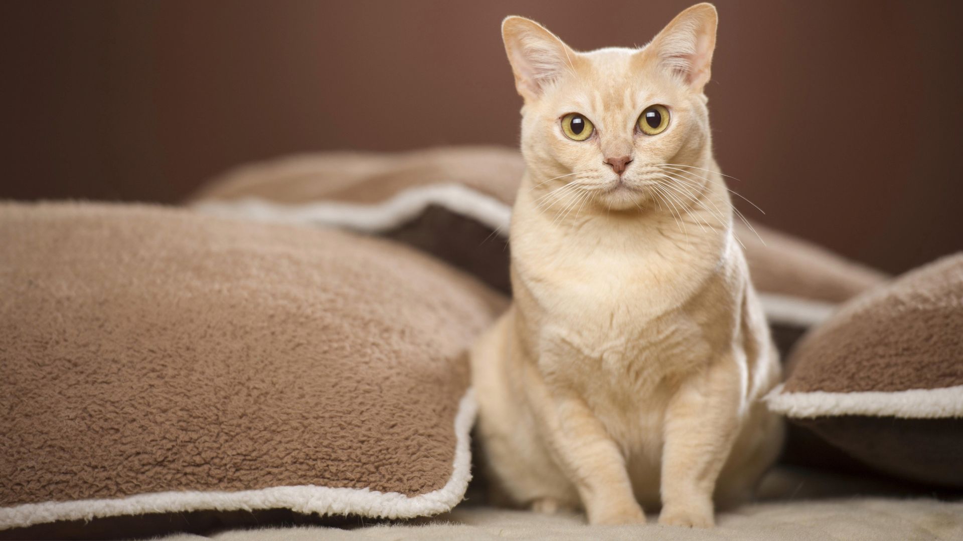 Beautiful types of show-breed cats
