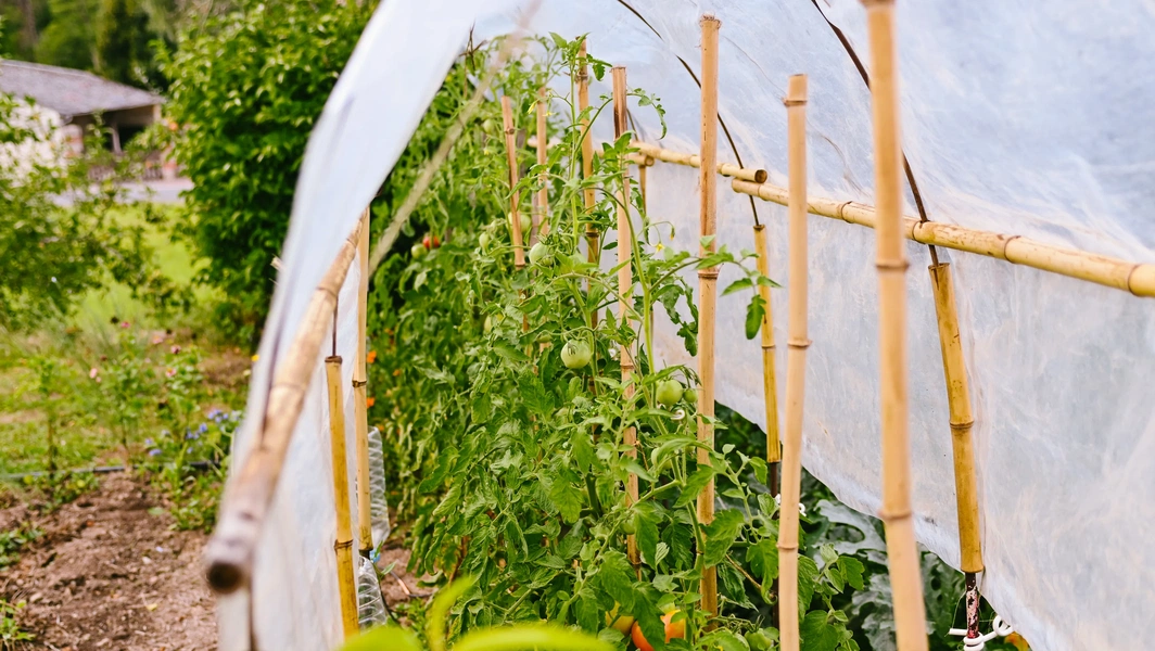 12 smart alternatives to tomato cages
