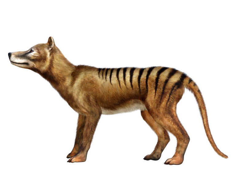 Should the Tasmanian tiger live again? Why bringing back the extinct ...